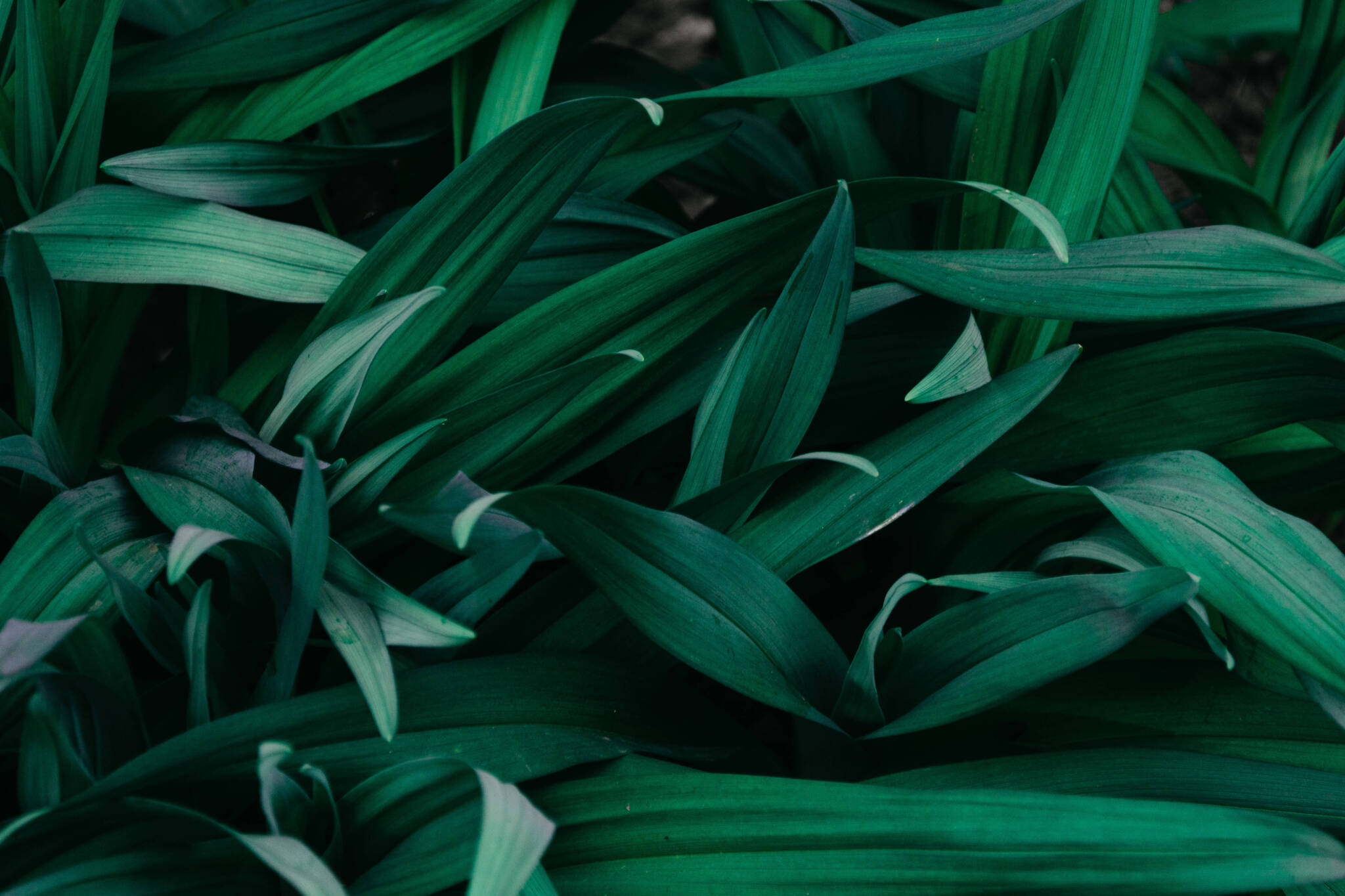 Con qué color combina el verde botella?